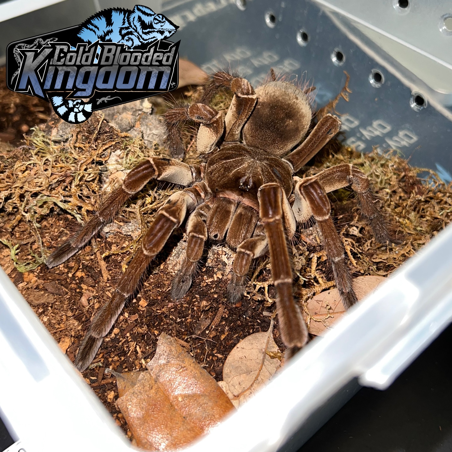 Goliath Bird Eater Tarantula by Cold Blooded Shop - MorphMarket