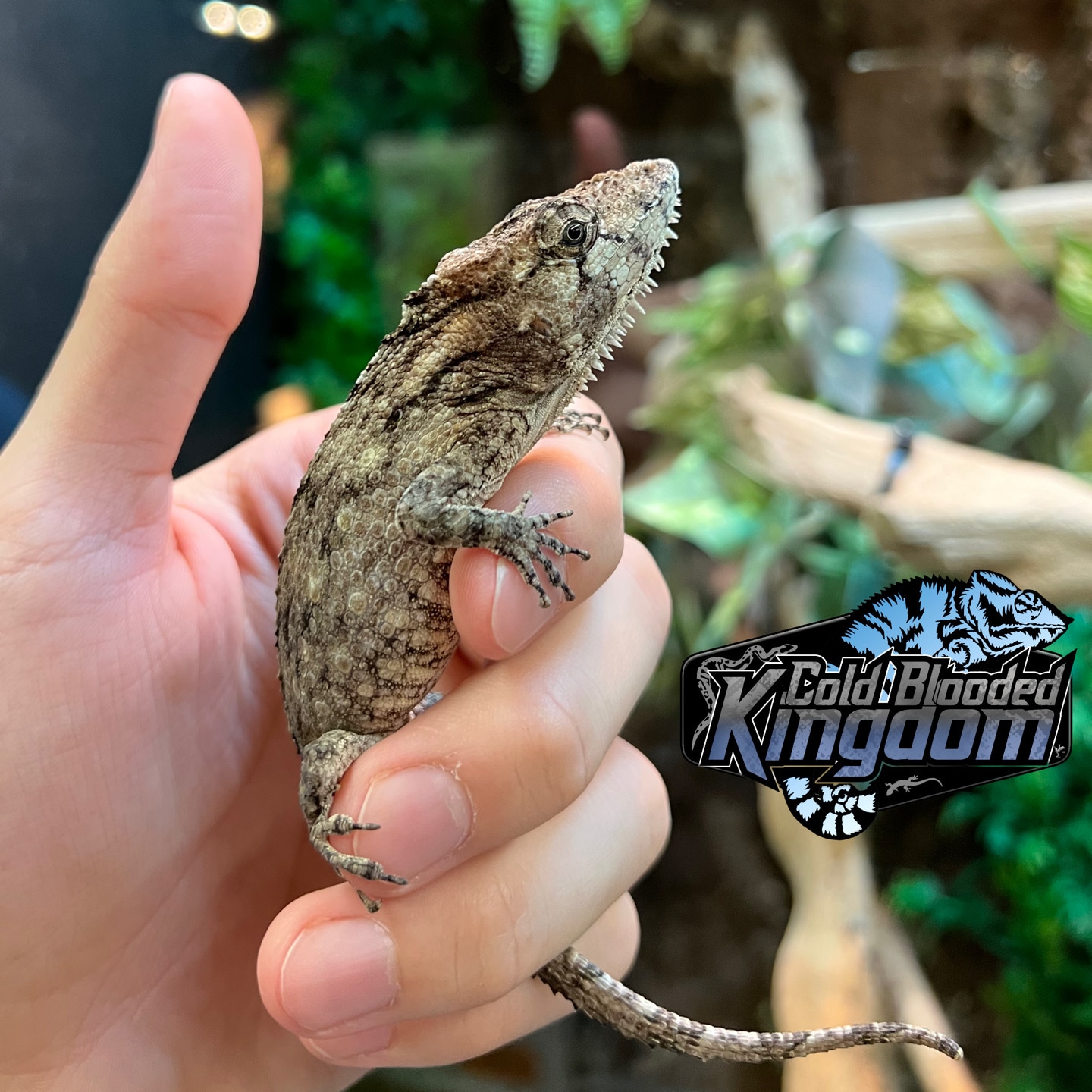 Cuban False Chameleon Anole by Cold Blooded Shop - MorphMarket