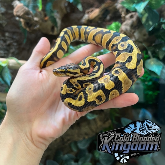 Orange Dream Yellow Belly Het Clown Ball Python by Cold Blooded Shop