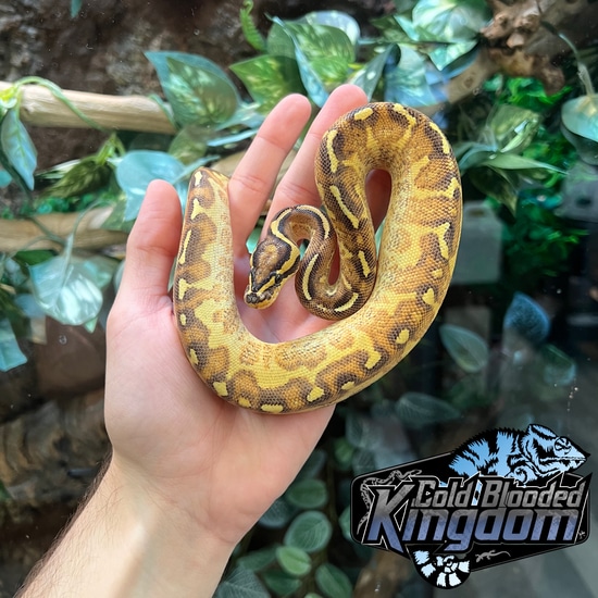 Mardi Gras Ball Python by Cold Blooded Shop