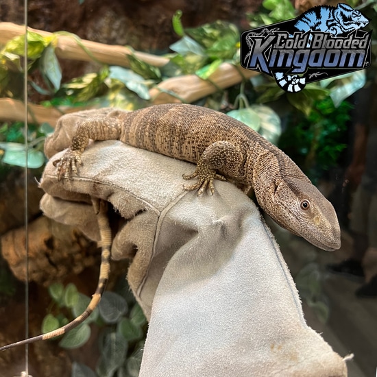 White Throat Monitor White-Throated Monitor by Cold Blooded Shop