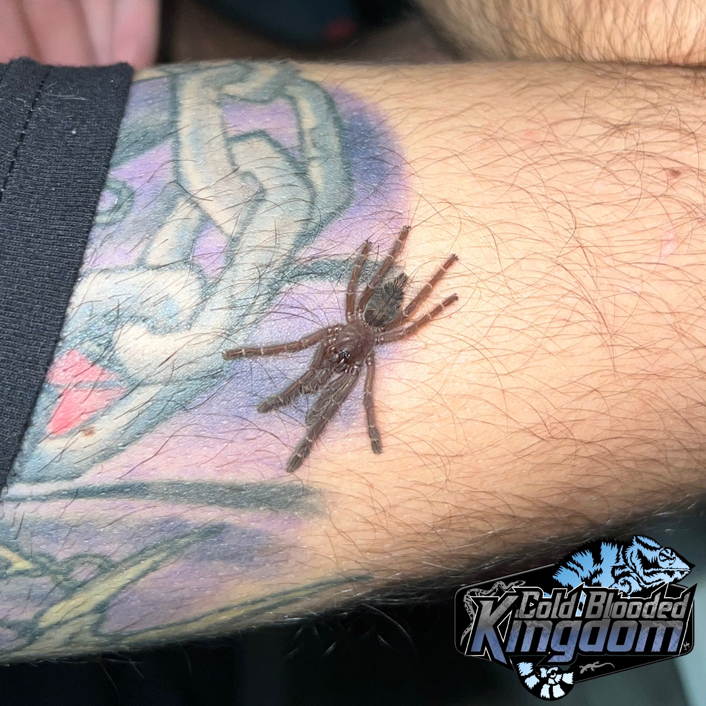 (Phormingochilus Sp) 'Akcaya' Tarantula by Cold Blooded Shop - MorphMarket