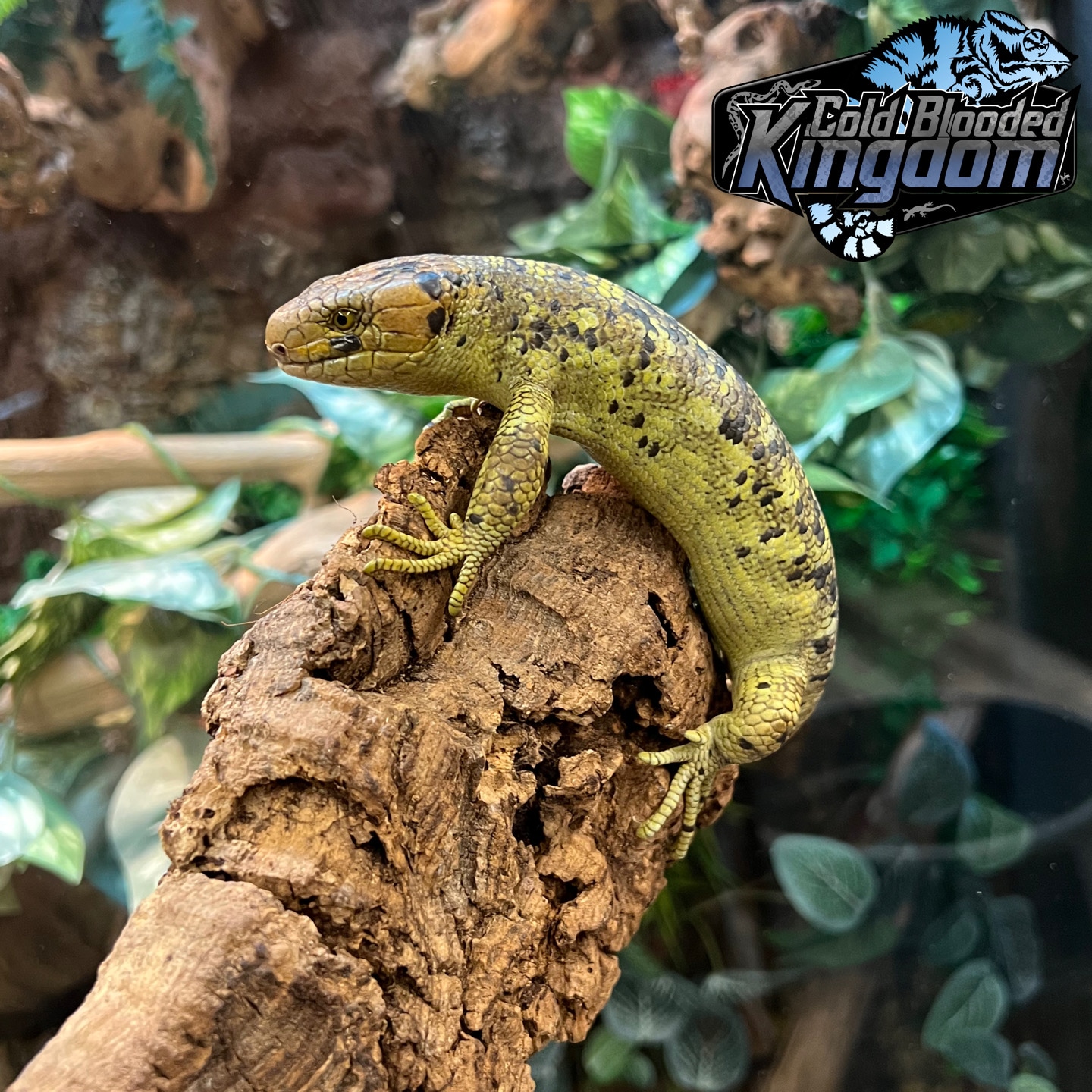 Beautiful Monkey-tailed Skink by Cold Blooded Shop - MorphMarket