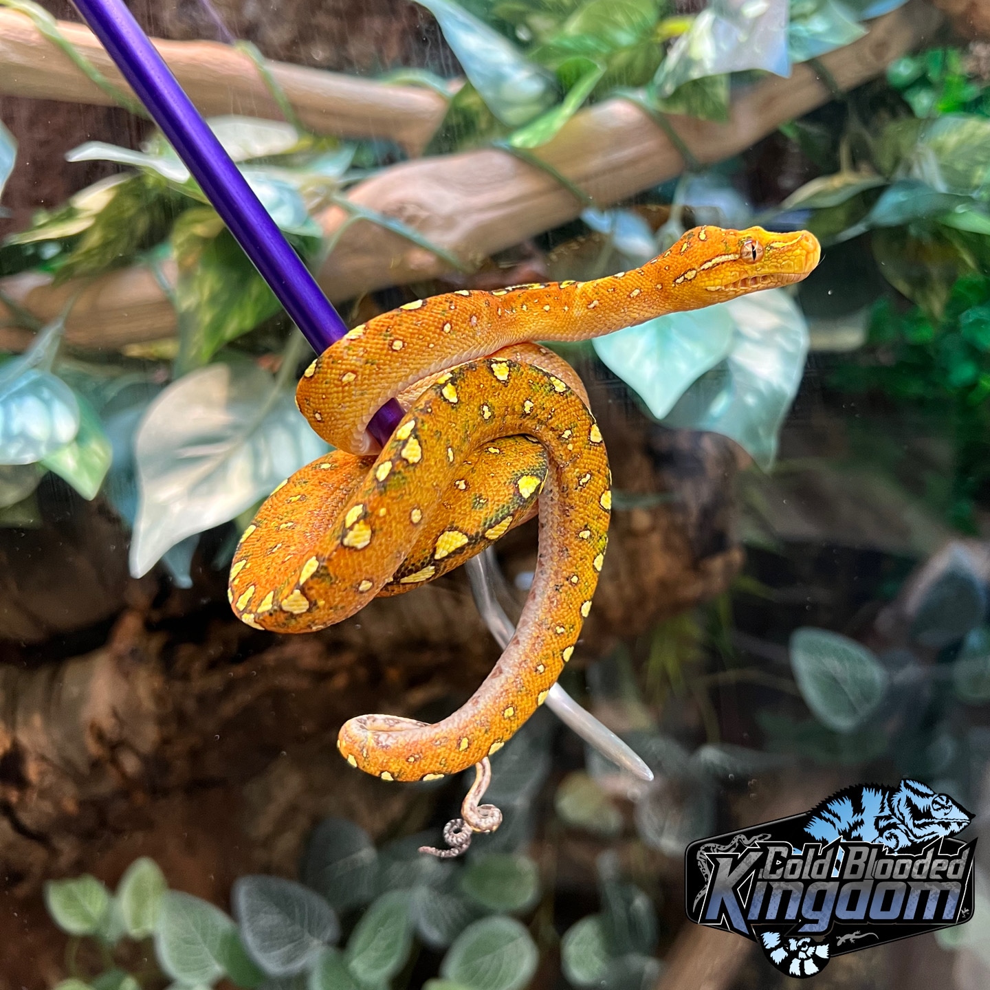 Beautiful Biak Green Tree Python by Cold Blooded Shop - MorphMarket