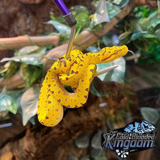 Beautiful Yellow Biak Green Tree Python by Cold Blooded Shop