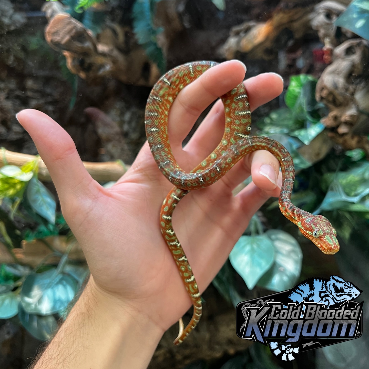 Beautiful Baby Emerald Tree Boa Northern Emerald Tree Boa by Cold ...