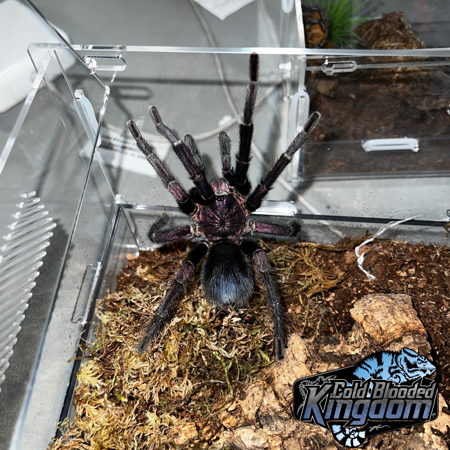 Dominican Purple (Phormictopus Sp) Tarantula by Cold Blooded Shop ...