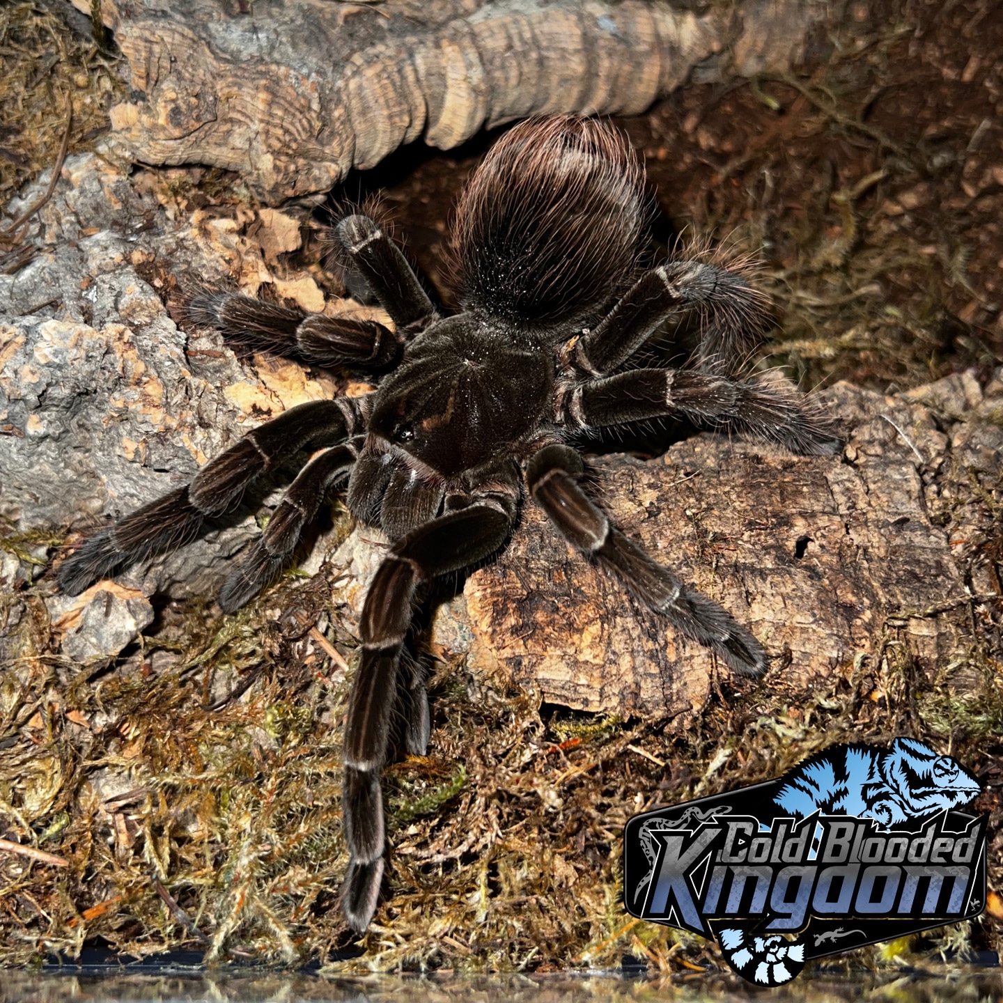 Purple Bloom - Pamphobeteus Sp. Machala Tarantula by Cold Blooded Shop ...