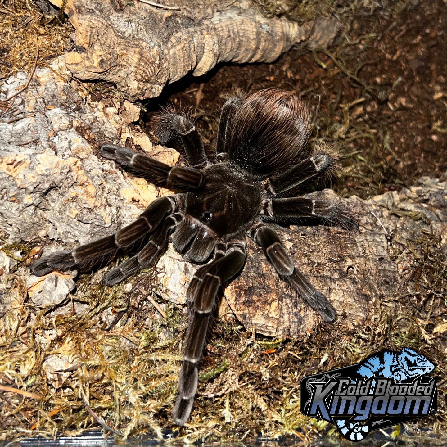 Purple Bloom (Pamphobeteus Sp. Machala) Tarantula by Cold Blooded ...