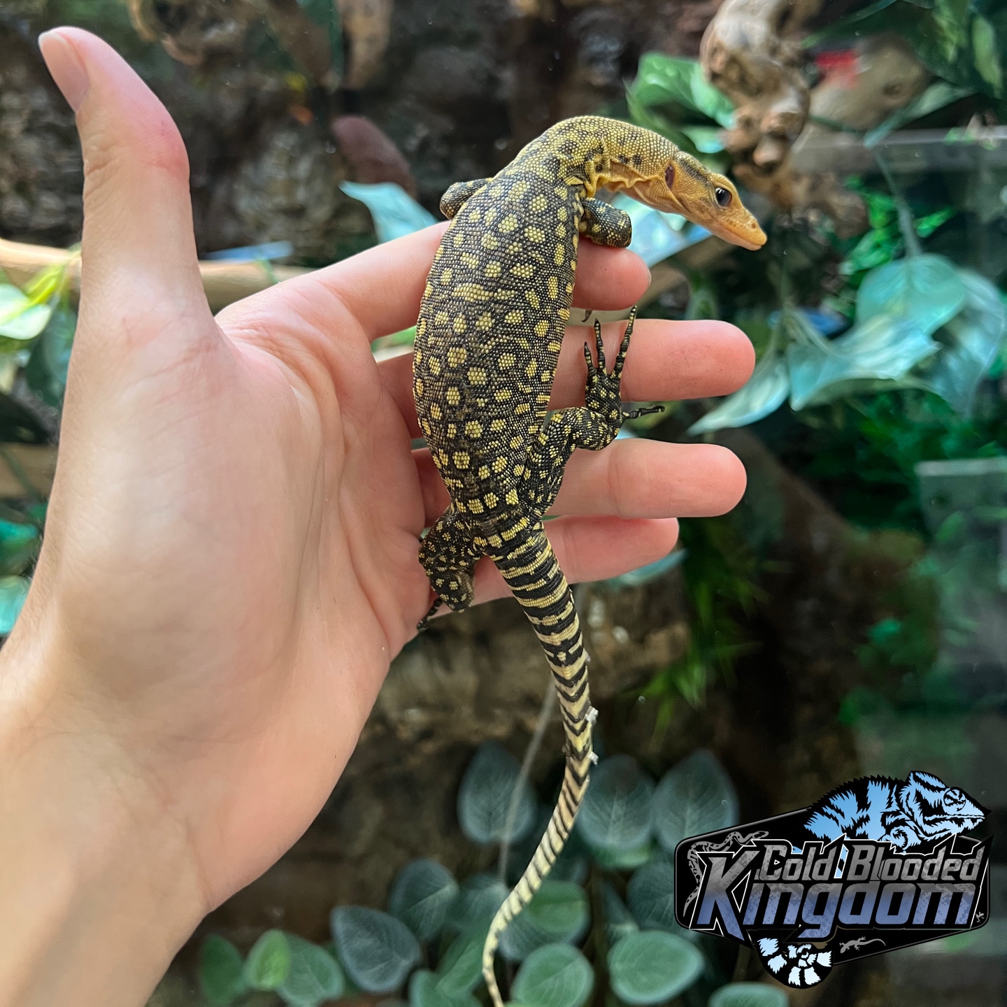 High Yellow Quince Monitors Other Monitor by Cold Blooded Kingdom ...