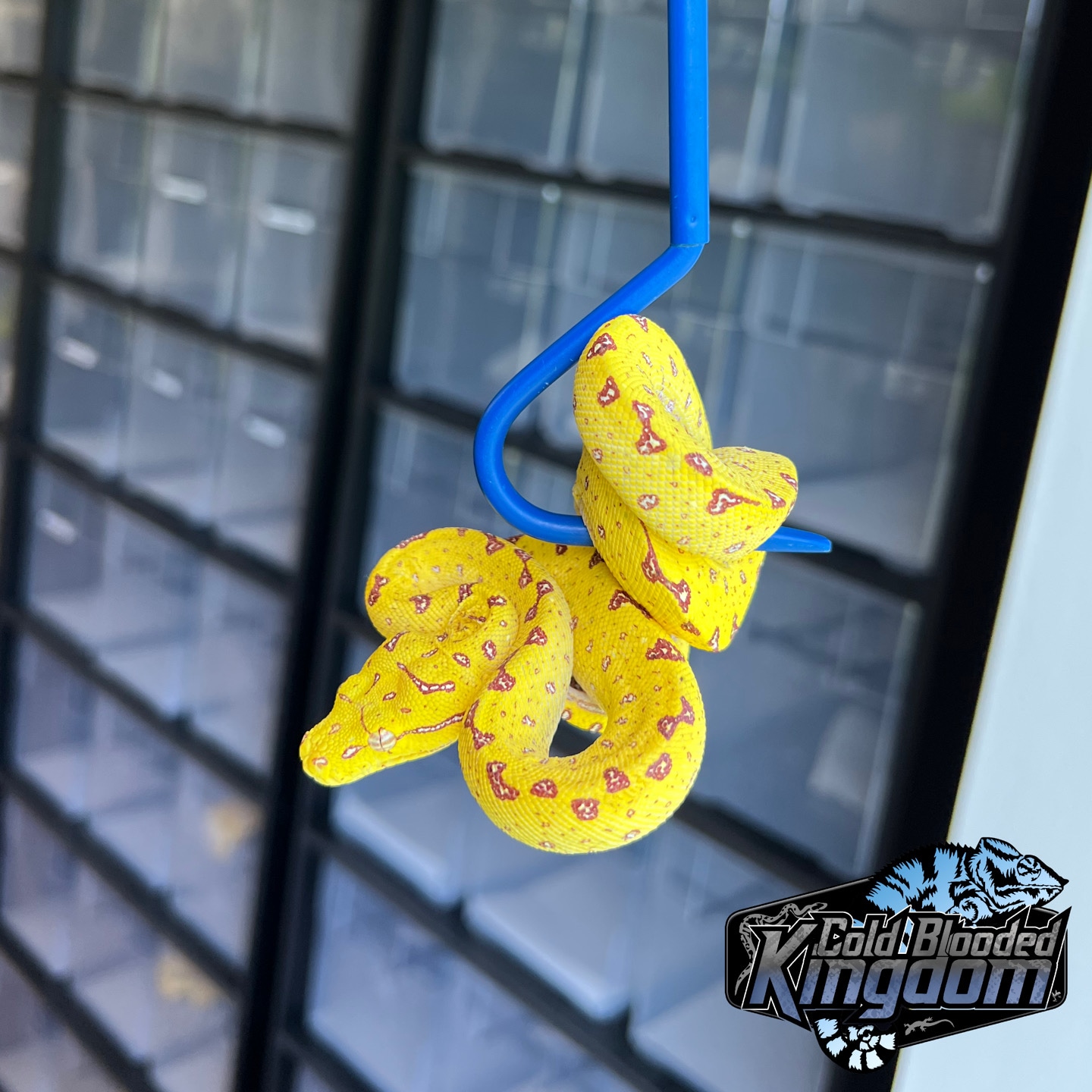 Yellow Biak Green Tree Python by Cold Blooded Shop - MorphMarket