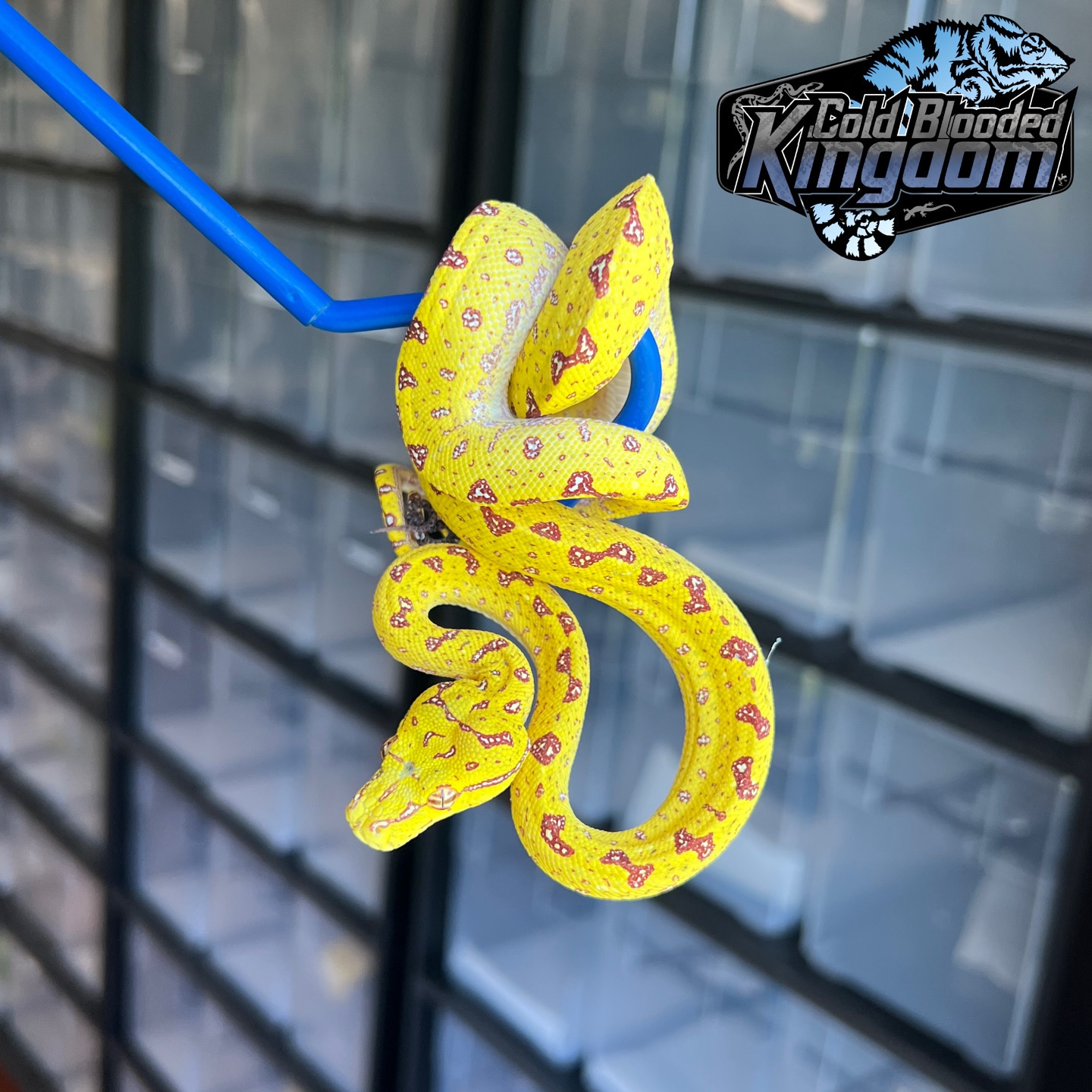 Yellow Biak Green Tree Python by Cold Blooded Shop - MorphMarket