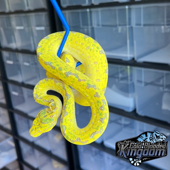 Yellow Biak Green Tree Python by Cold Blooded Shop