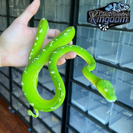 Aru Green Tree Pythons by Cold Blooded Shop