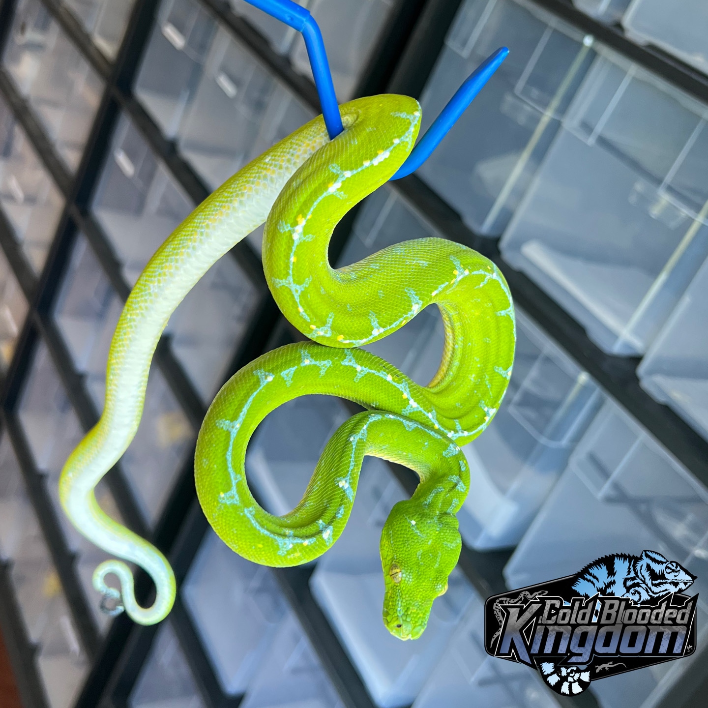Jayapura Green Tree Python by Cold Blooded Shop - MorphMarket