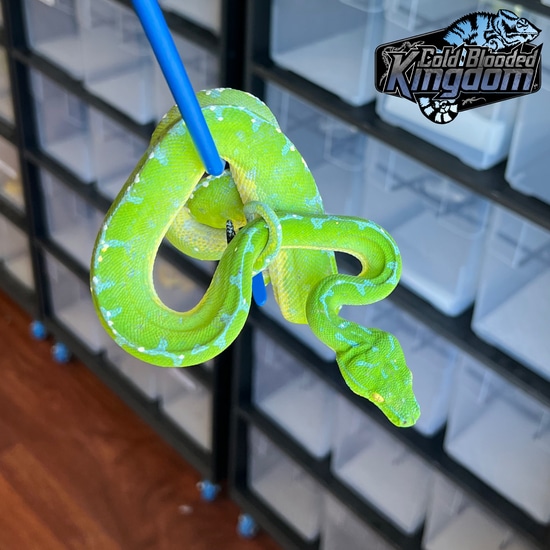 Jayapura Green Tree Python by Cold Blooded Shop