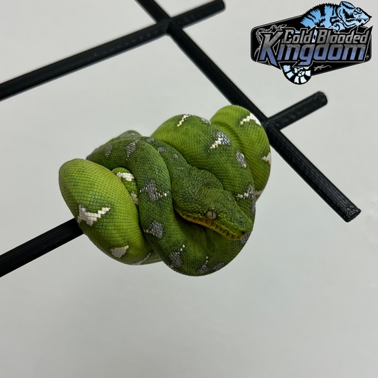Beautiful Emerald Tree Boa Northern Emerald Tree Boa by Cold Blooded Shop