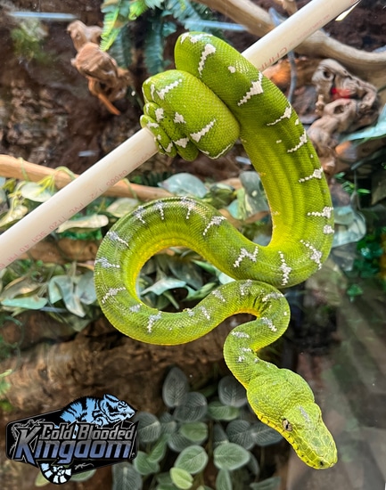 USCBB Emerald Tree Boa Northern Emerald Tree Boa by Cold Blooded Shop