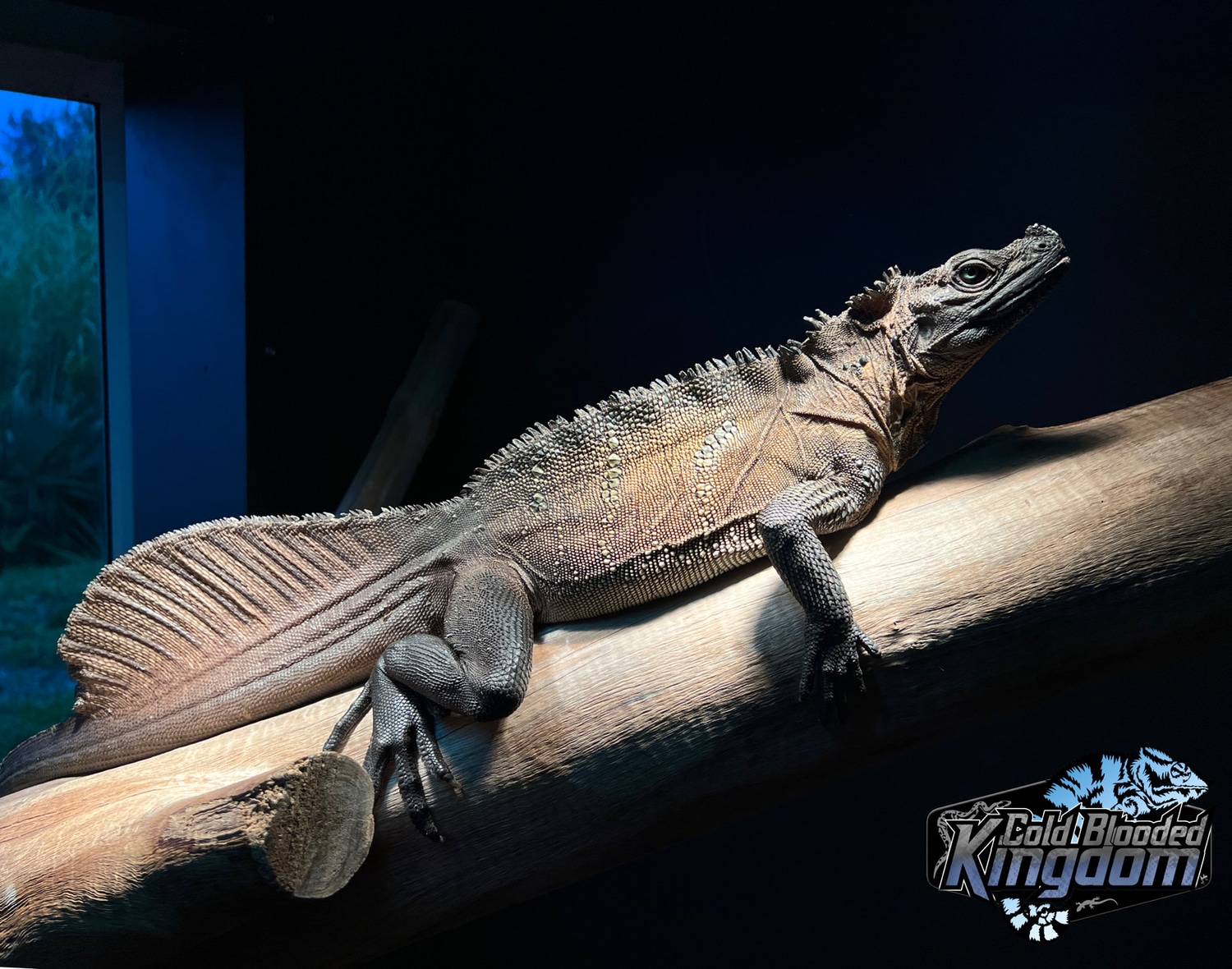 Black Sailfin Lizards - Hydrosaurus Celebensis (Pairs Available) Other ...