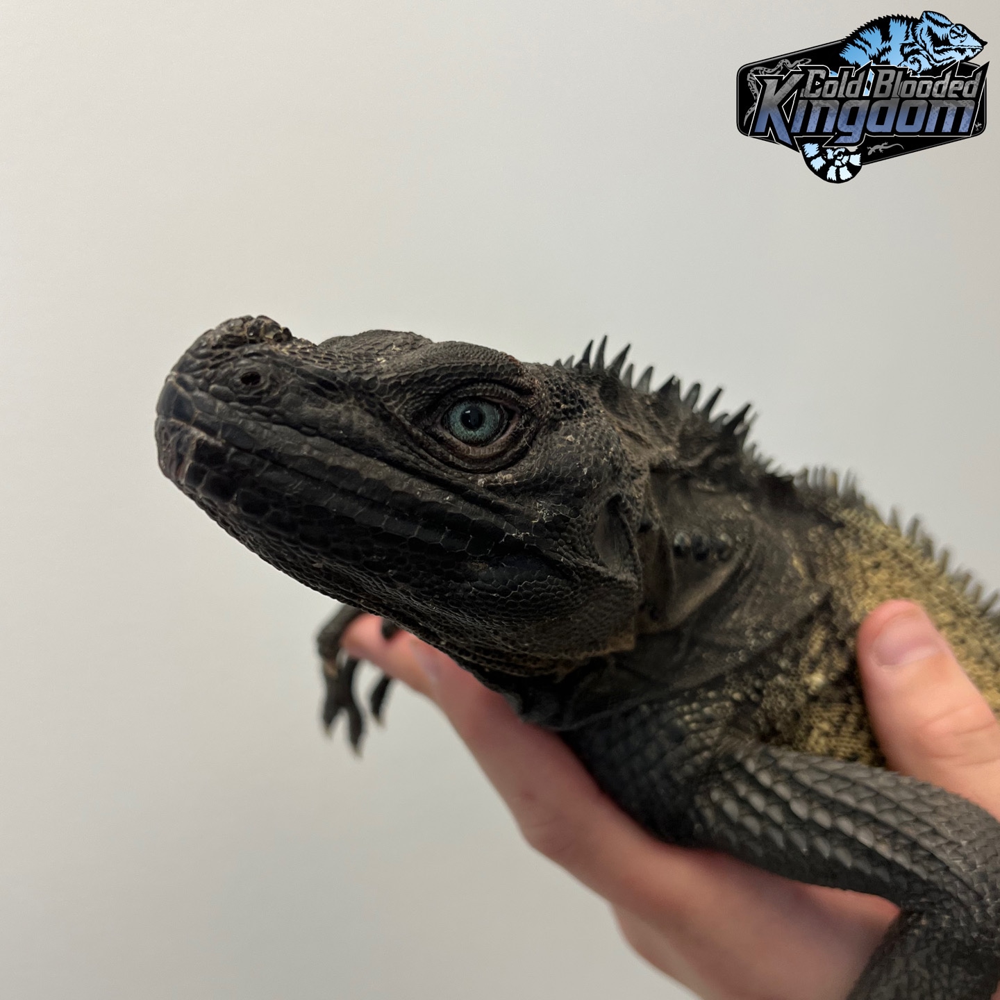 Black Sailfin Lizard - Hydrosaurus Celebensis Other Lizard by Cold ...