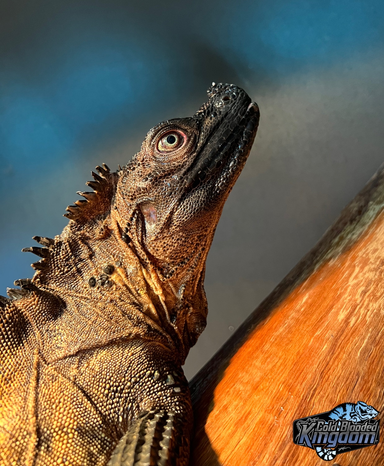 Black Sailfin Lizard - Hydrosaurus Celebensis Other Lizard by Cold ...