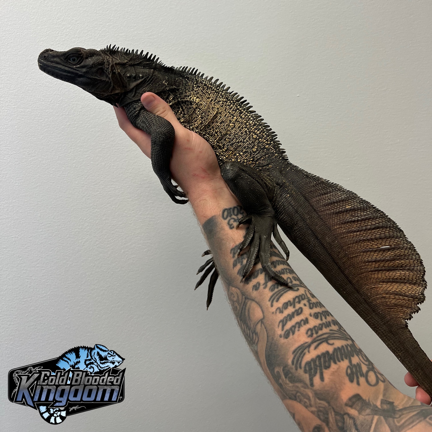 Black Sailfin Lizards - Hydrosaurus Celebensis Other Lizard by Cold ...