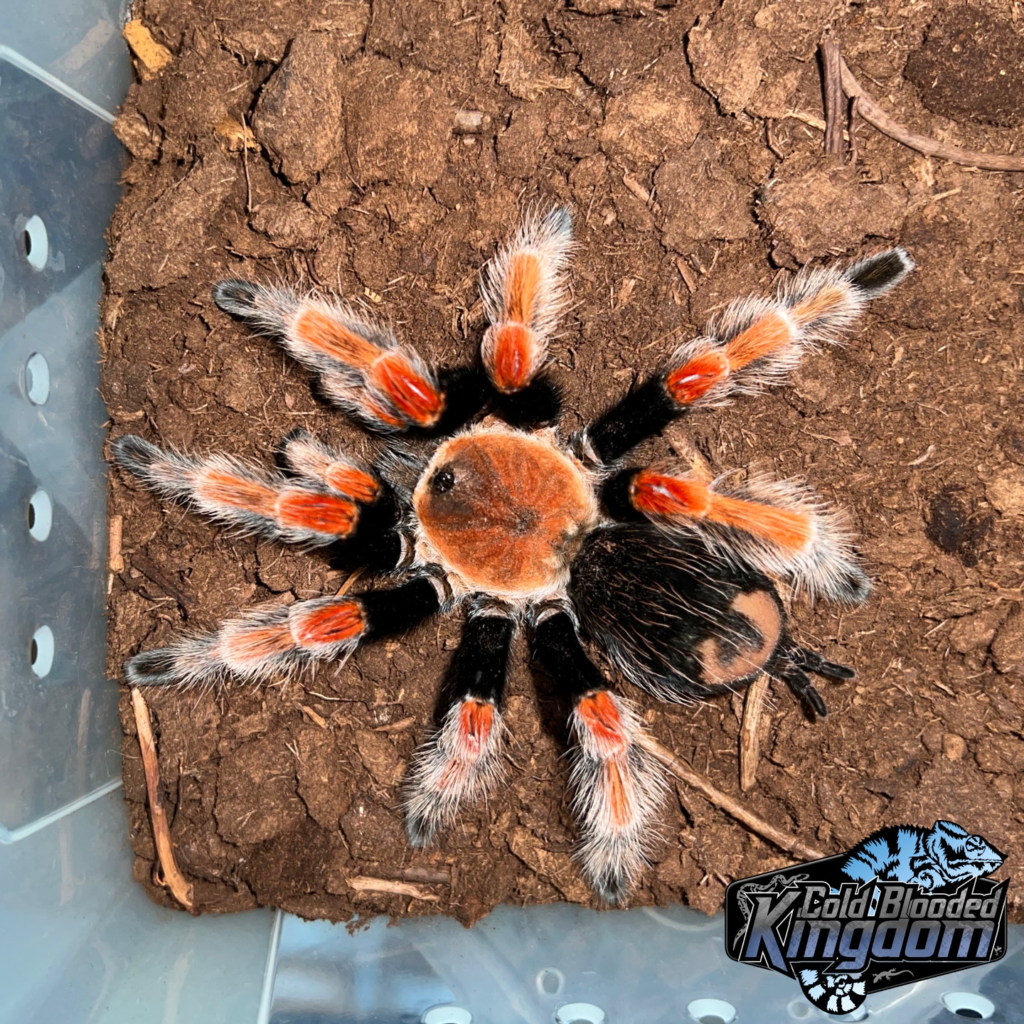 Mexican Fire Leg (Brachypelma Boehmei) Tarantula by Cold Blooded Shop ...
