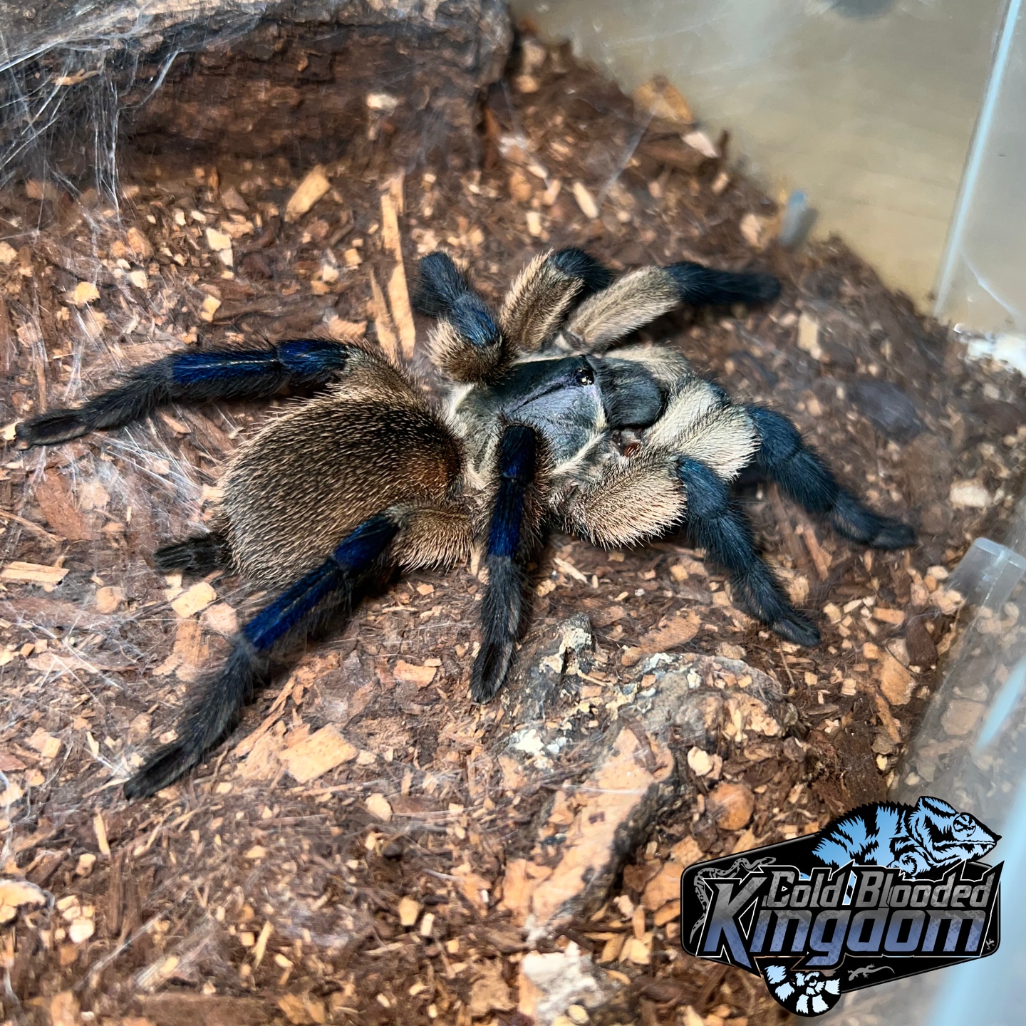 Socotra Island Blue Baboon - (Monocentropus Balfouri) Tarantula by Cold ...