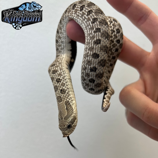 Green Hypo Axanthic Western Hognose by Cold Blooded Shop