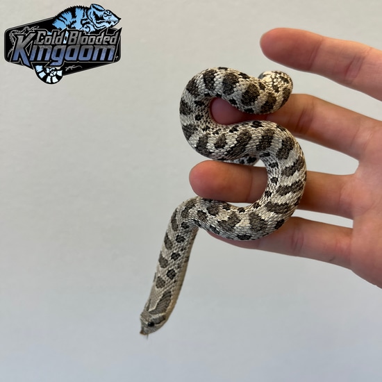 Green Hypo Axanthic Western Hognose by Cold Blooded Shop
