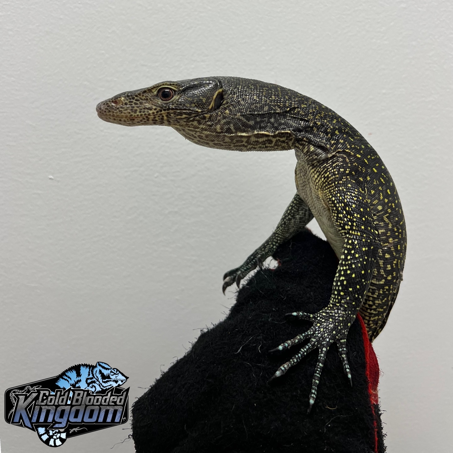 Blue Tail Monitor Other Monitor by Cold Blooded Shop - MorphMarket