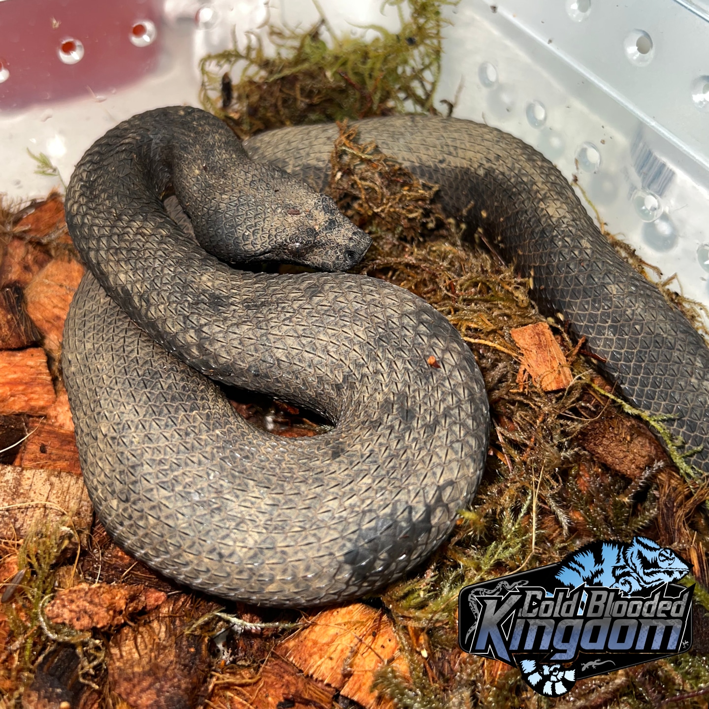 Viper Boa More Boa by Cold Blooded Shop - MorphMarket