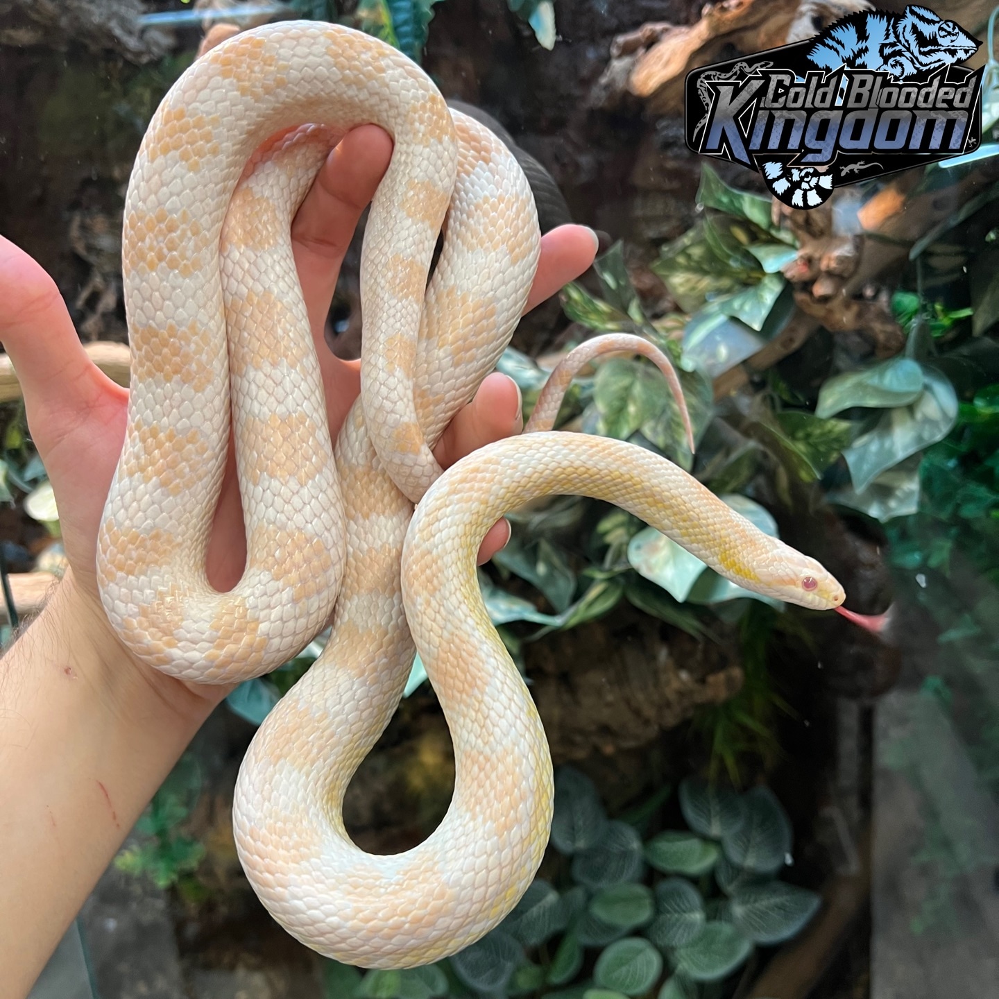 Snow Corn Snake by Cold Blooded Shop - MorphMarket