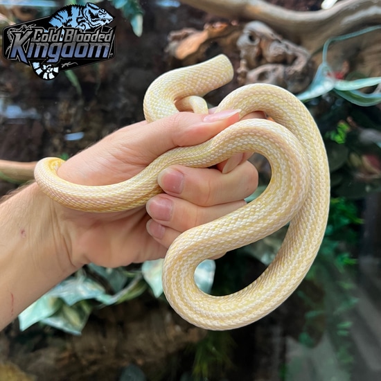 Snow Tessera Het Scaleless Corn Snake by Cold Blooded Shop