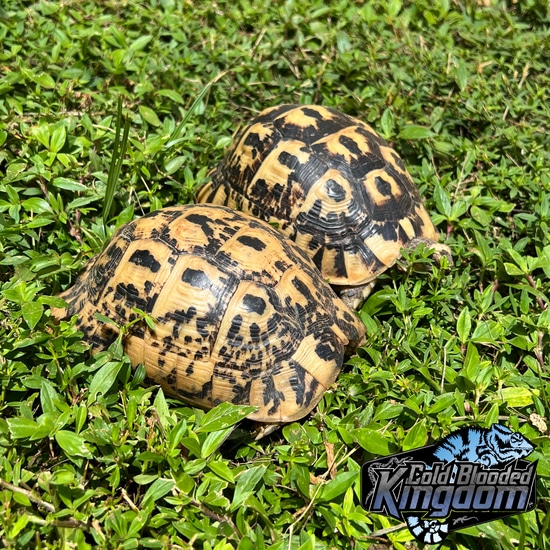 Libyan Greek Tortoises (Pair) by Cold Blooded Shop