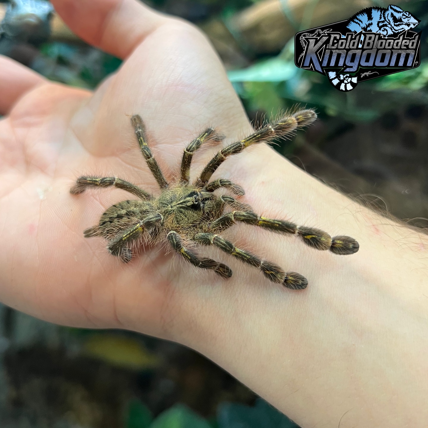 Red Slate Ornamental - Poecilotheria Rufilata Tarantula by Cold Blooded ...