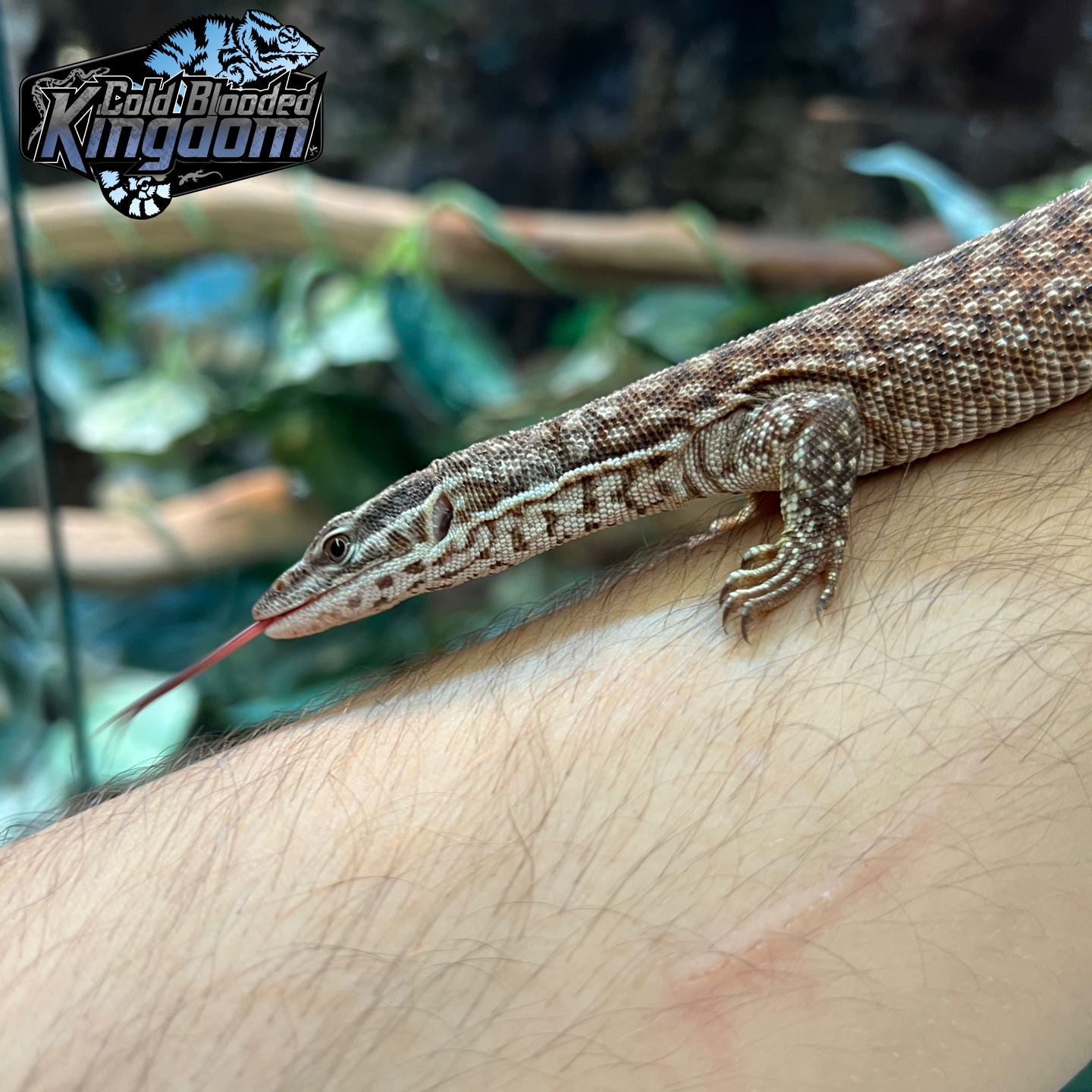 Red Ackie Monitor Spiny-Tailed Monitor by Cold Blooded Shop - MorphMarket