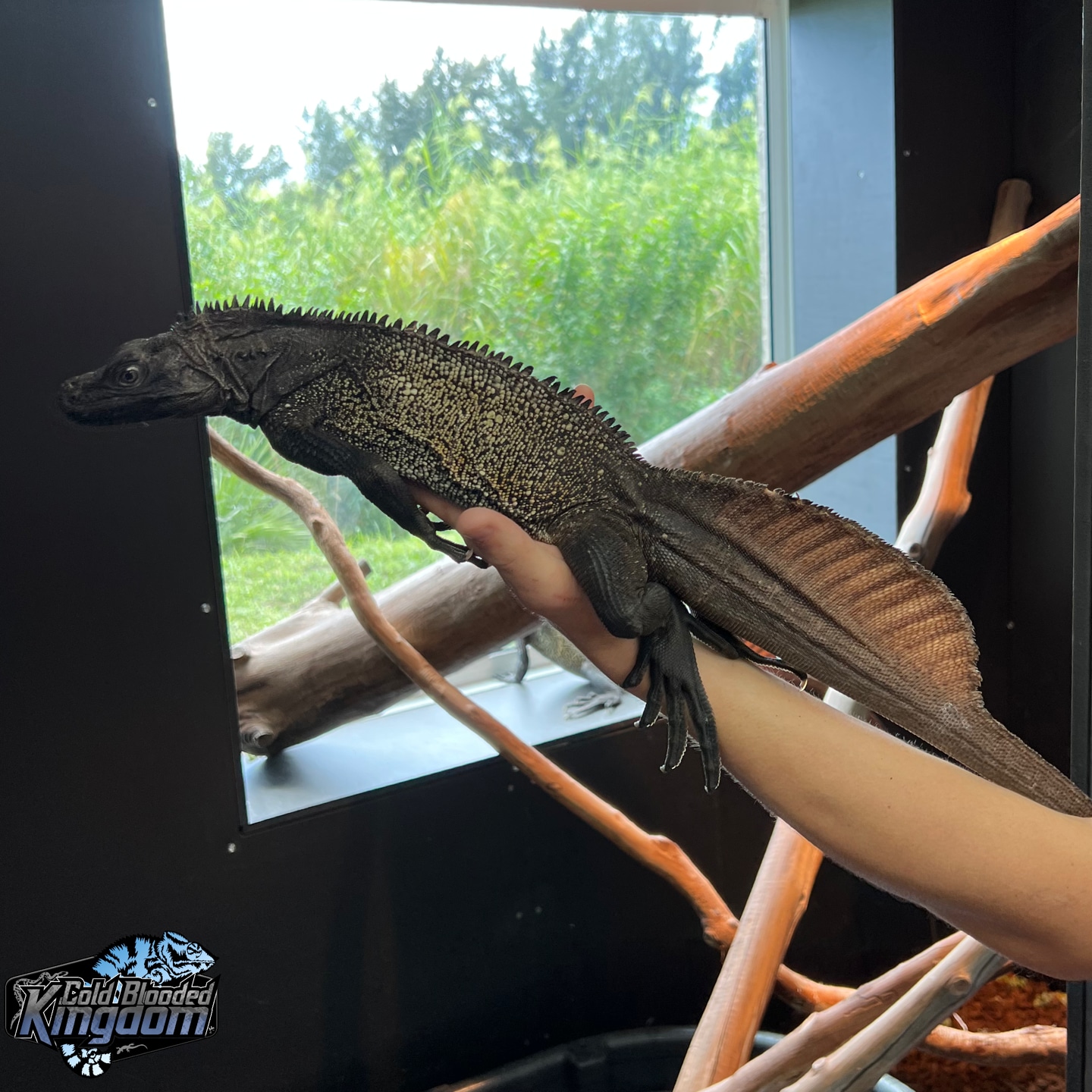 Black Sailfin Lizard - Hydrosaurus Celebensis More Lizard by Cold ...