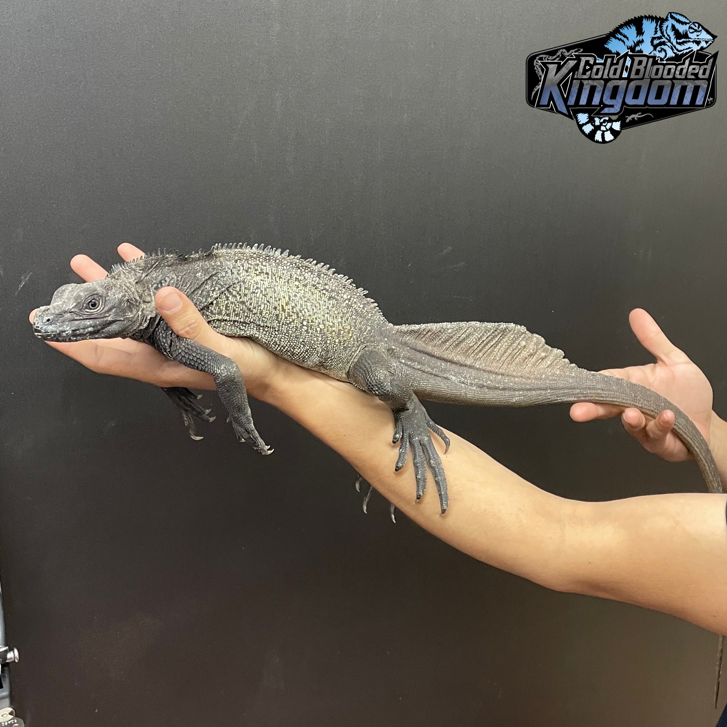 Black Sailfin Lizard - Hydrosaurus Celebensis Other Lizard by Cold ...
