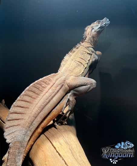 Sailfin Lizard - Hydrosaurus Microlophus More Lizard by Cold Blooded Shop