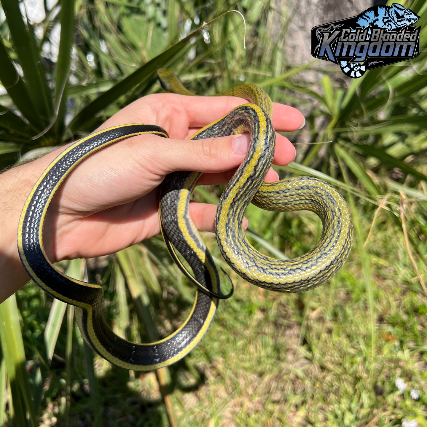 Sumatran Cave Dwelling Rat Snake - (Orthriophis Taeniurus Grabowskyi ...