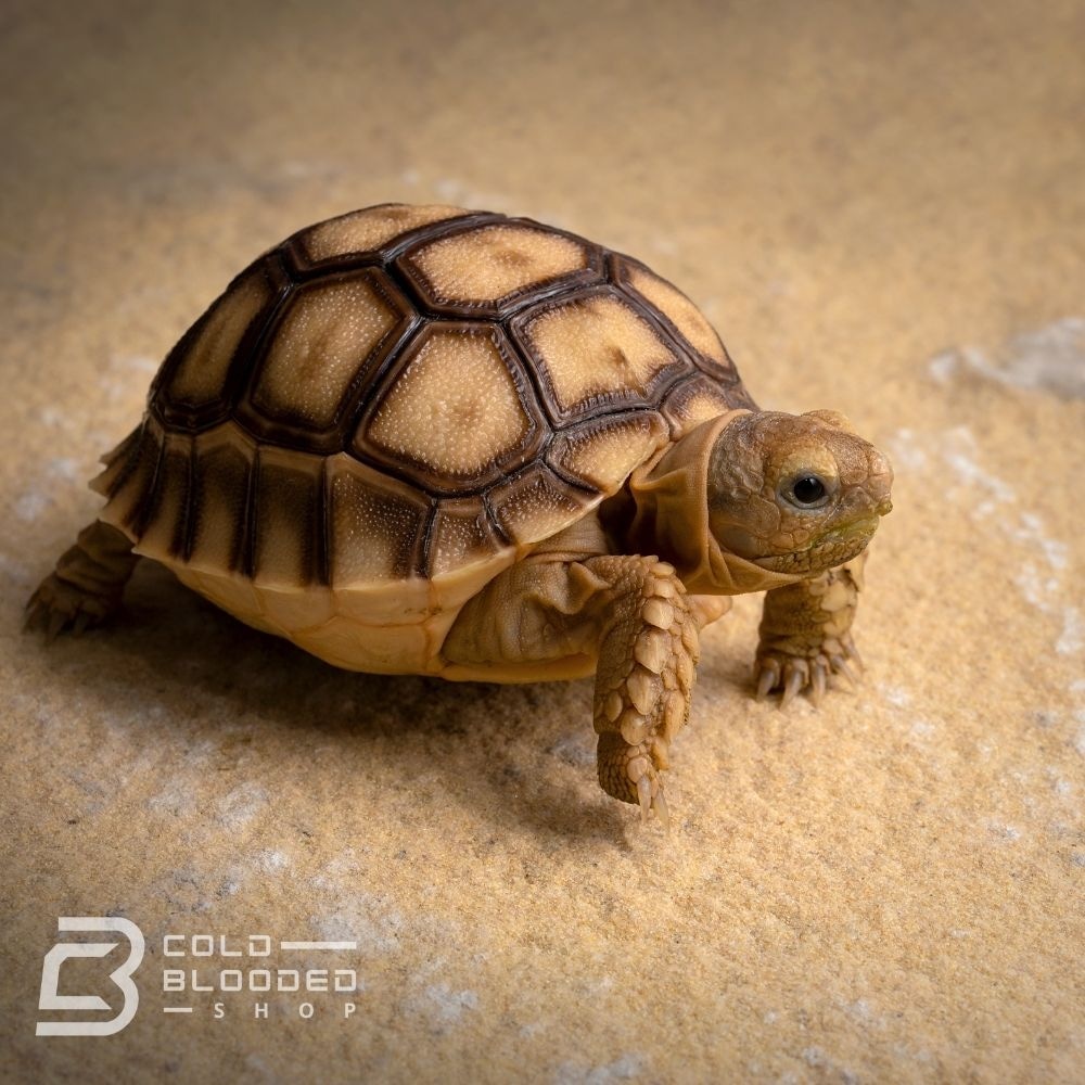 Baby Sulcata Tortoise by Cold Blooded Shop - MorphMarket