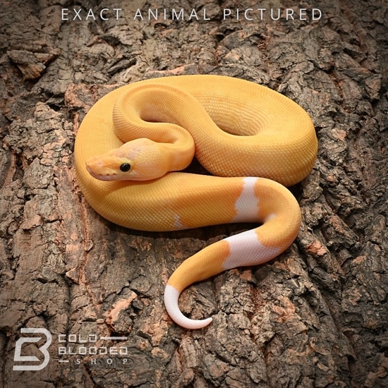 Champagne Orange Dream Yellowbelly Ball Python by Cold Blooded Shop