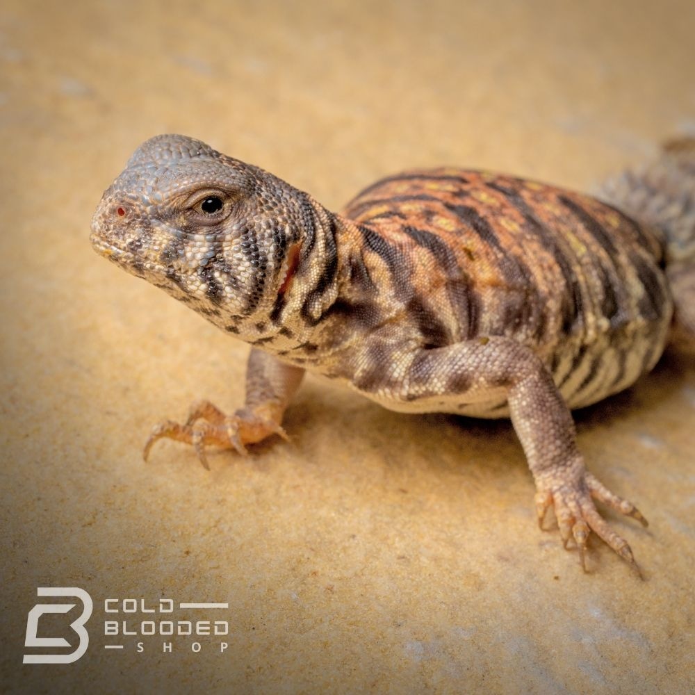 Ornate Uromastyx - Uromastyx ornata