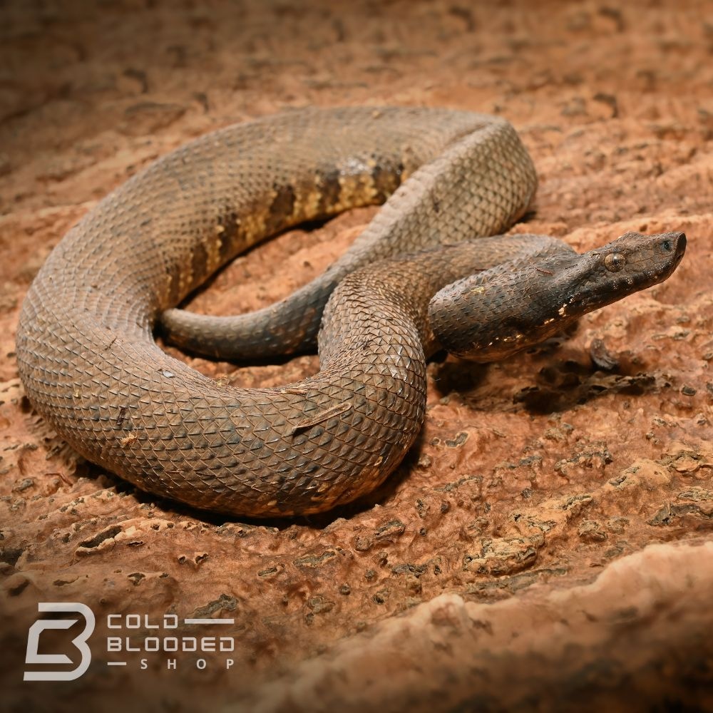 Viper Boas - Candoia Aspera by Cold Blooded Shop - MorphMarket