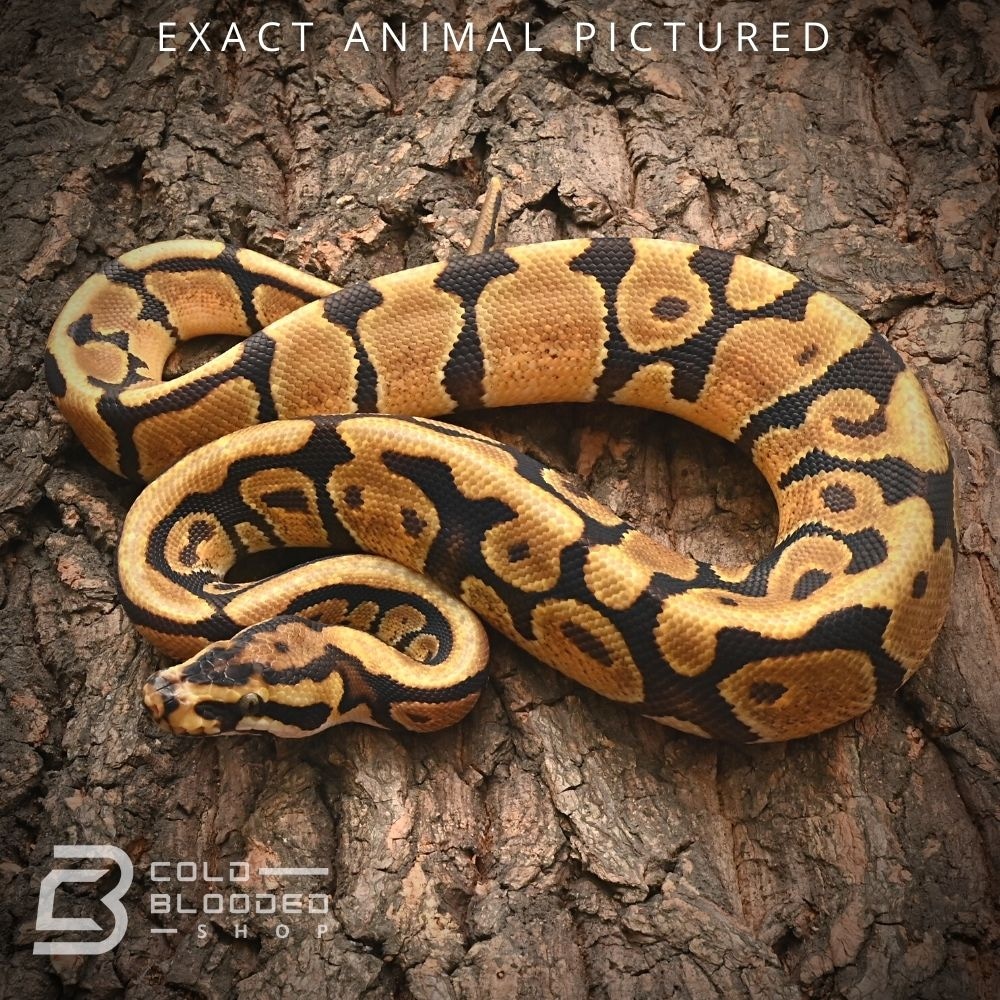 Spotnose Enchi Het Desert Ghost Ball Python by Cold Blooded Shop ...