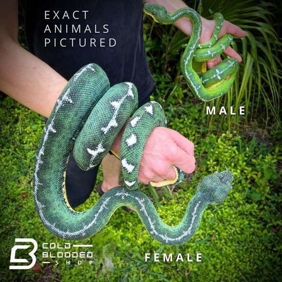 Adult Amazon Basin Emerald Tree Boas Amazon Basin Tree Boa by Cold ...