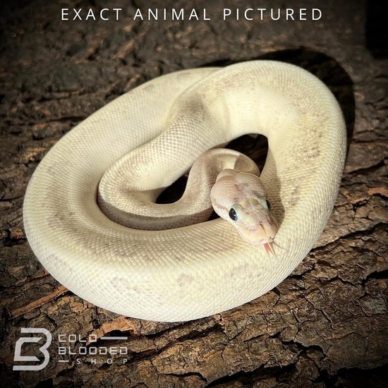 Enchi Spider Puma Ball Python by Cold Blooded Shop