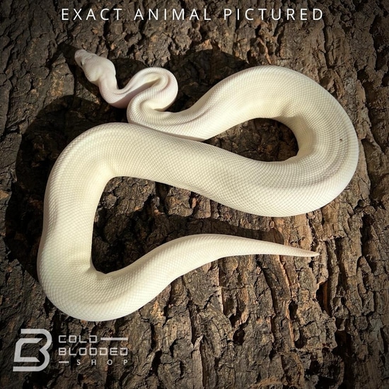 Super Fire Ball Python by Cold Blooded Shop