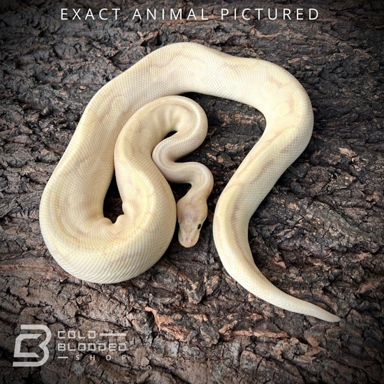 Banana Champagne Enchi Ball Python by Cold Blooded Shop